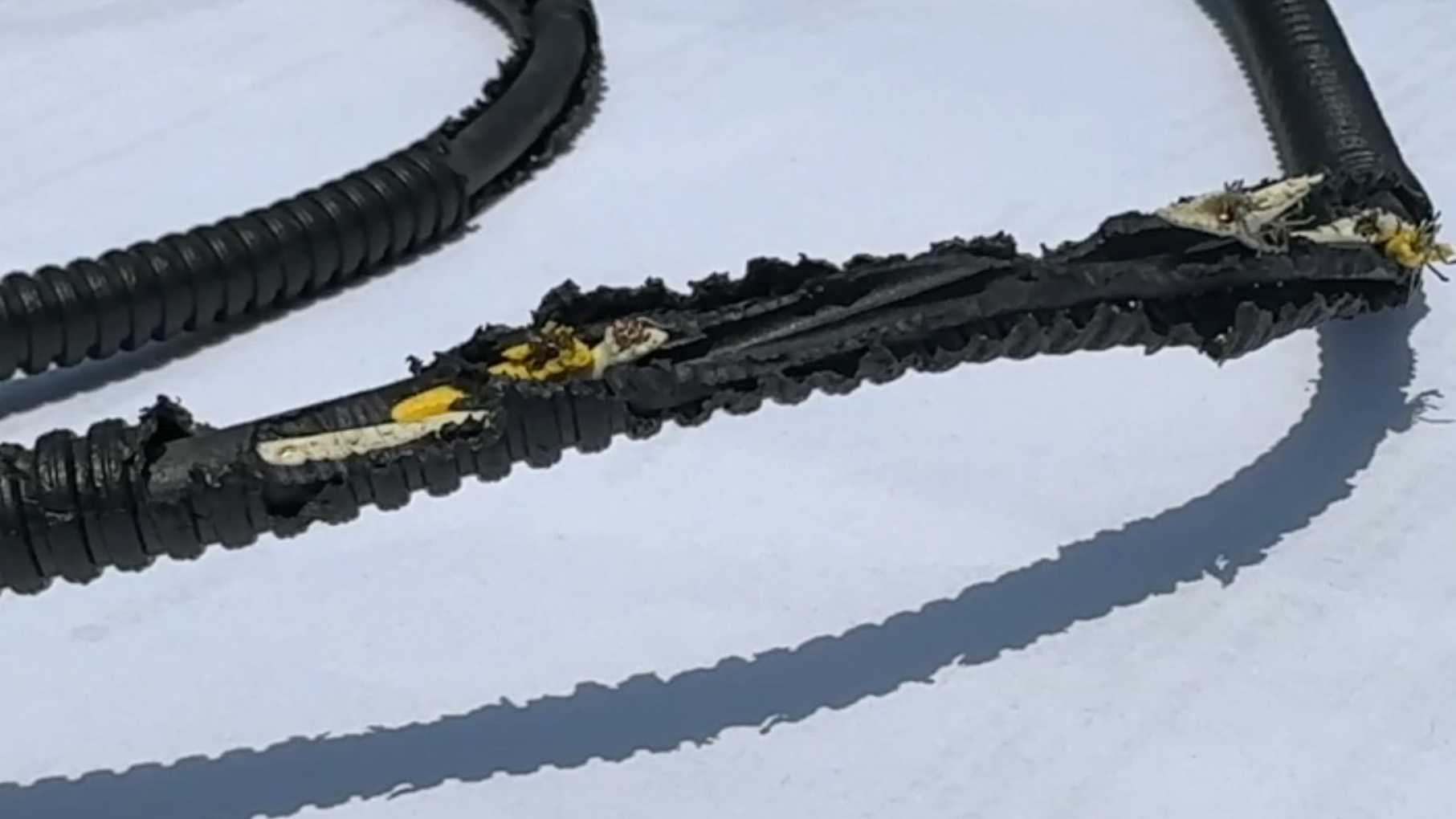 Rats! Are newer vehicle wire coverings attracting rodents?