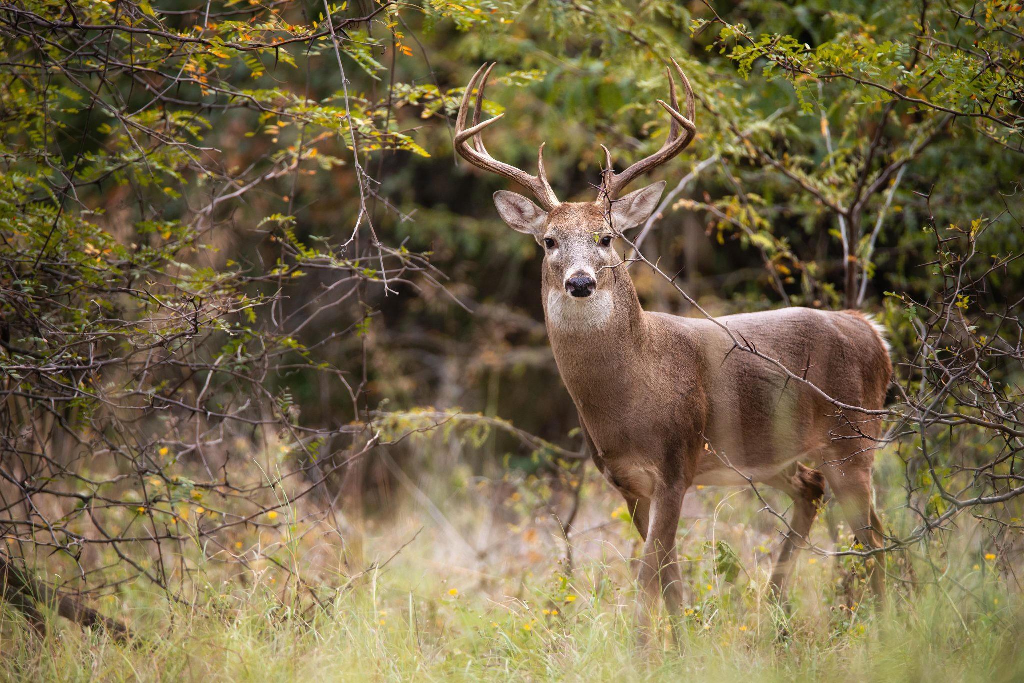 Deer found shot with arrow at Etobicoke's Park Lawn Cemetery