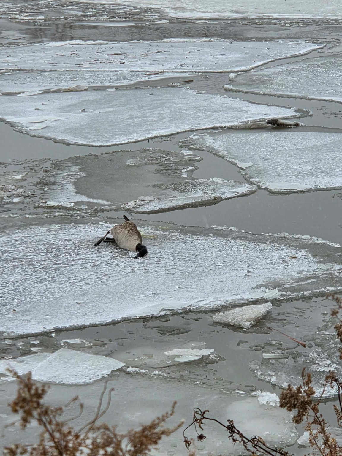 Possible bird flu warnings in Brampton, multiple geese found dead in Whitby
