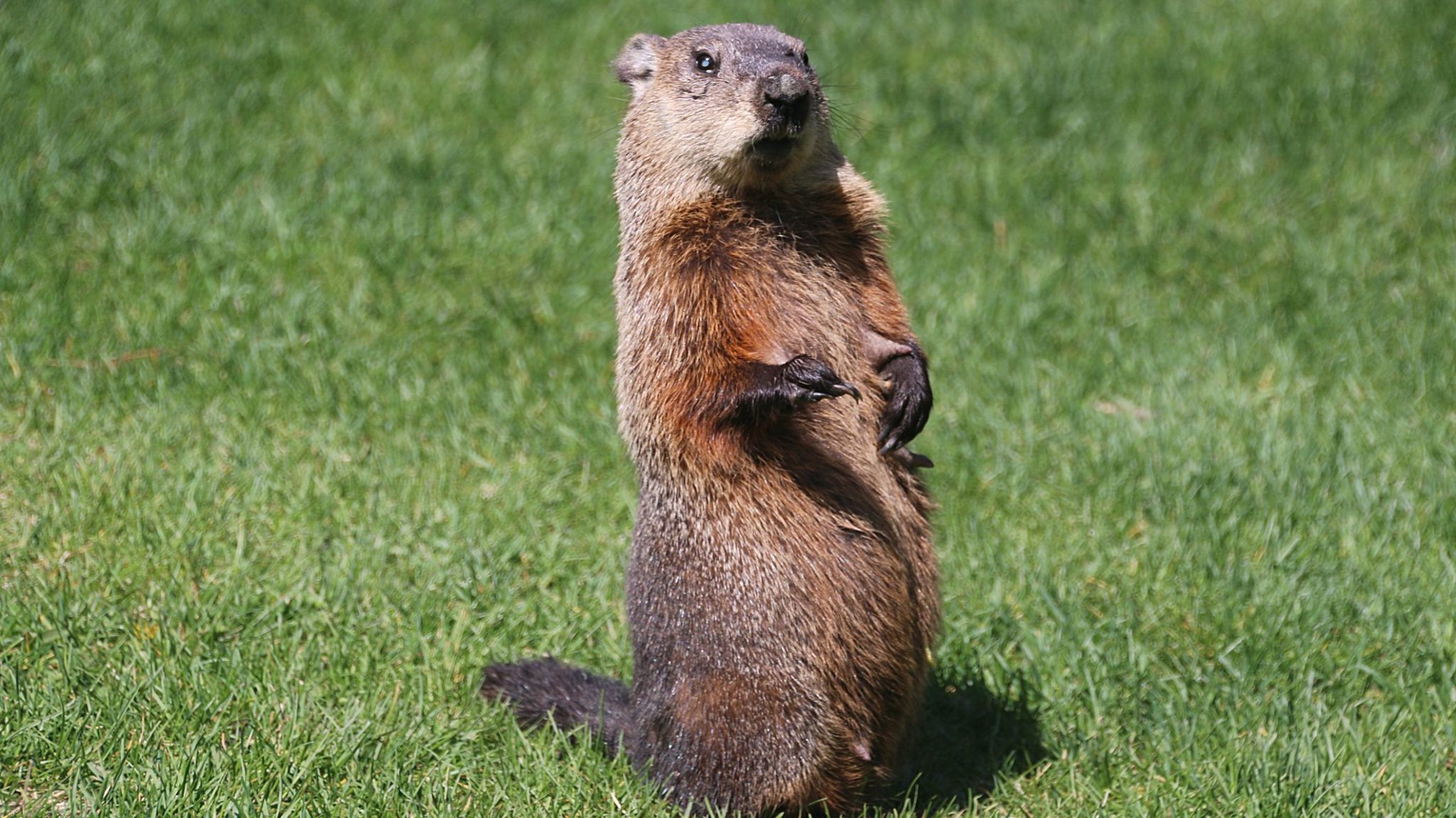 Ontario's Wiarton Willie predicts an early spring
