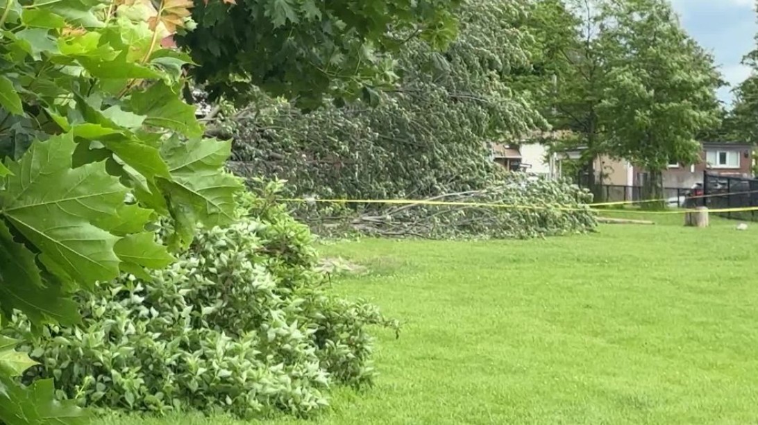 Boy injured after being struck by falling tree near Oshawa school