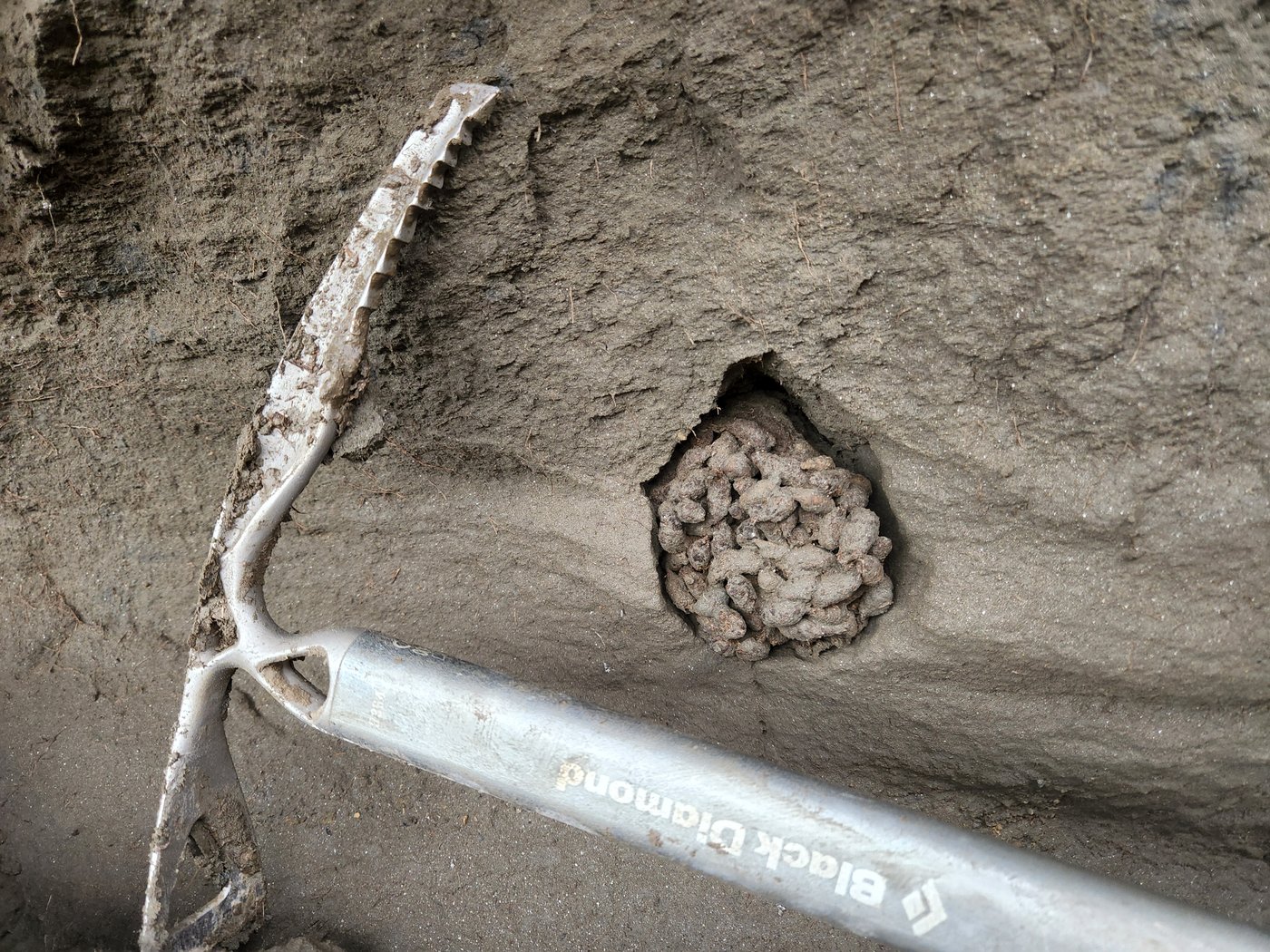 Ancient squirrel feces offer 'time capsule' of environment thousands of ...